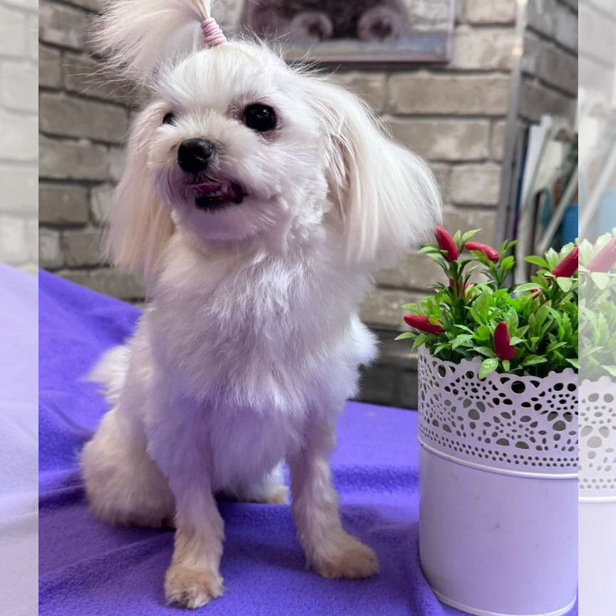 Мальтийская болонка, взрослая собака