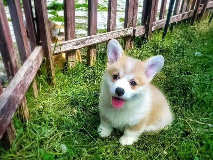 Вельш корги Пемброк