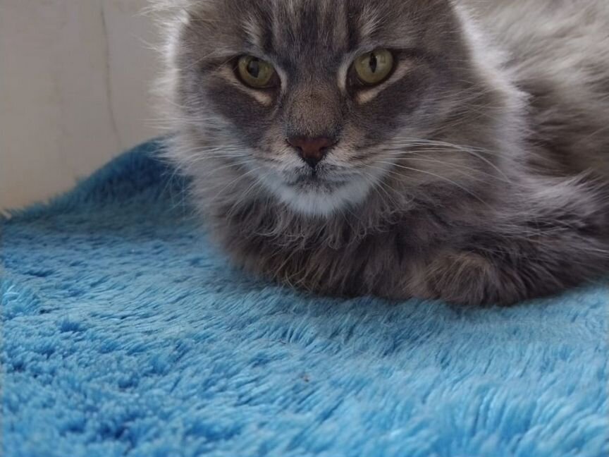 Кот