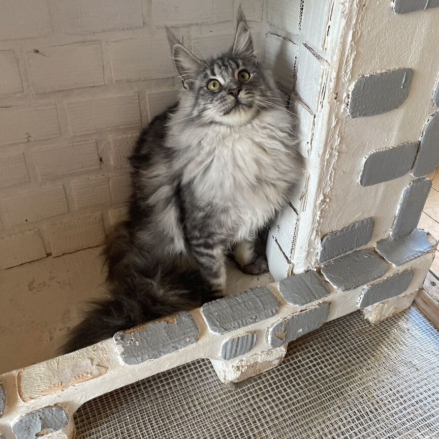 Кошечка