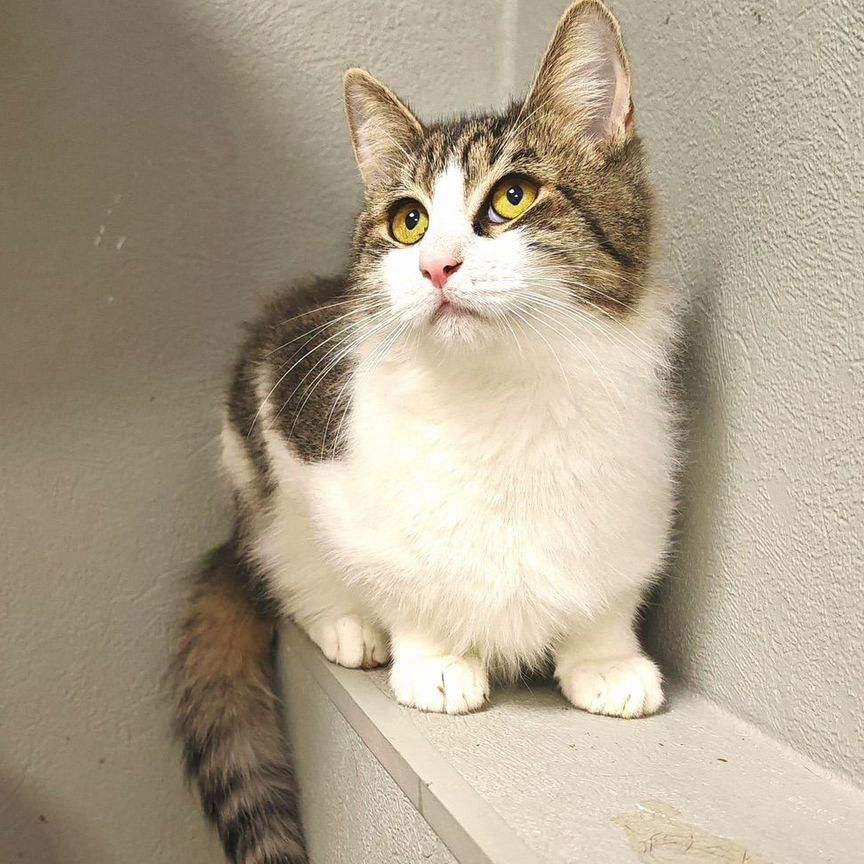 Котенок Веня 8 месяцев