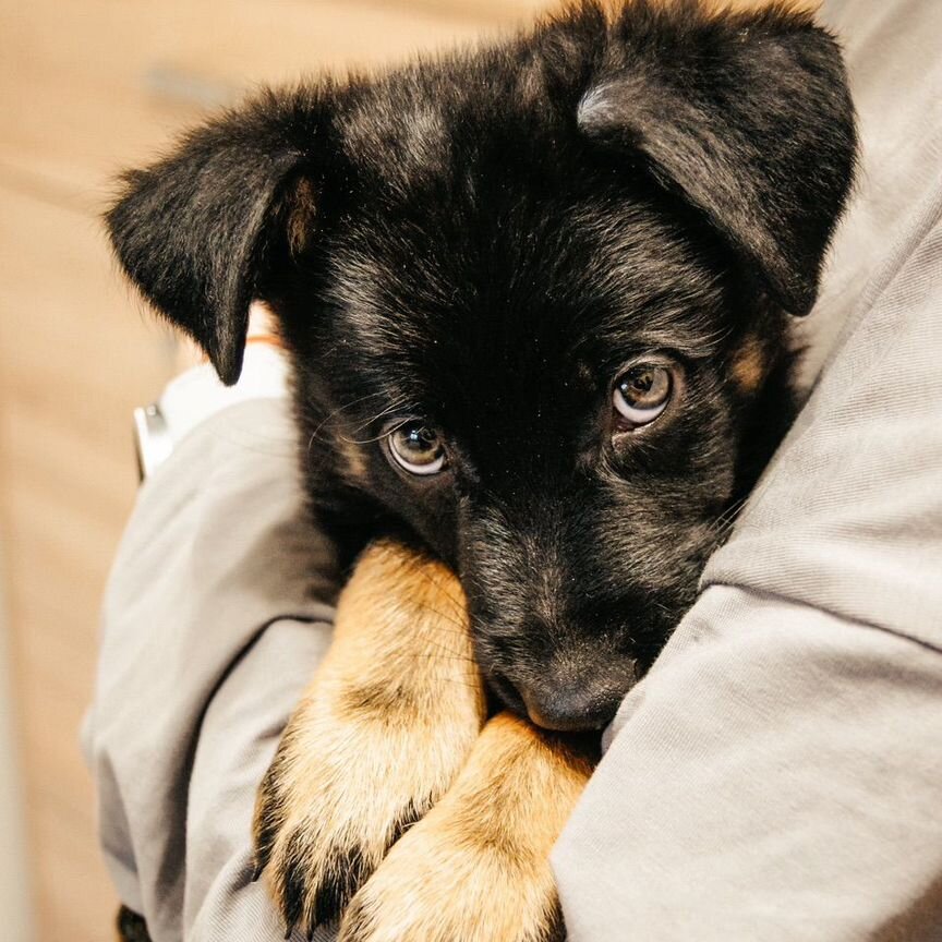 Милейшие щеночки