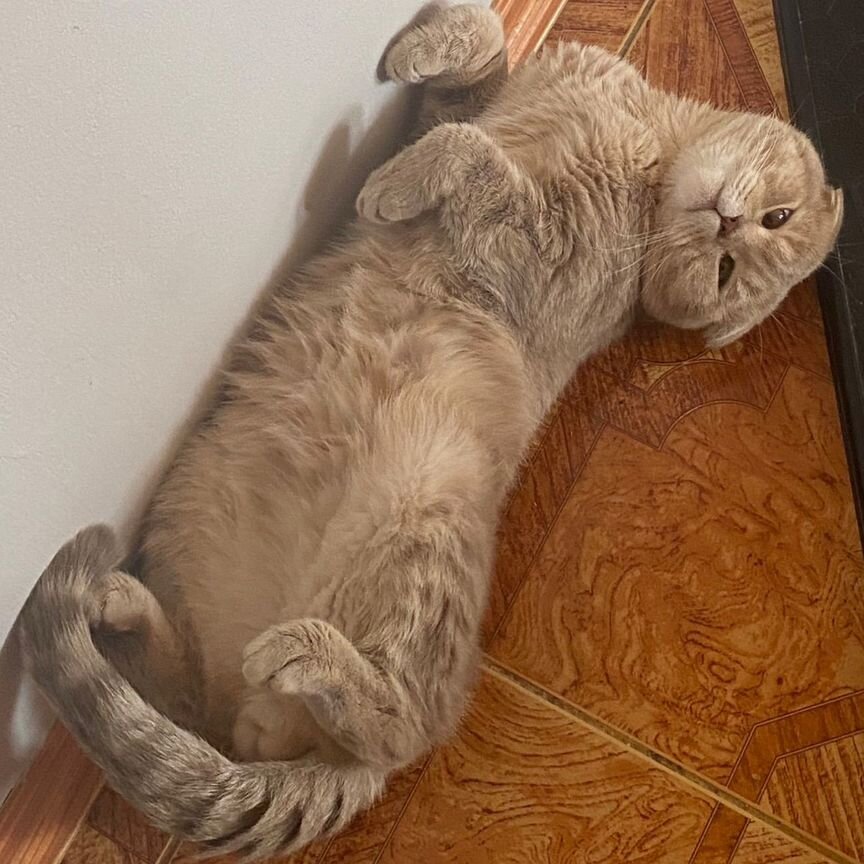 Кот на вязку шотландец вислоухий
