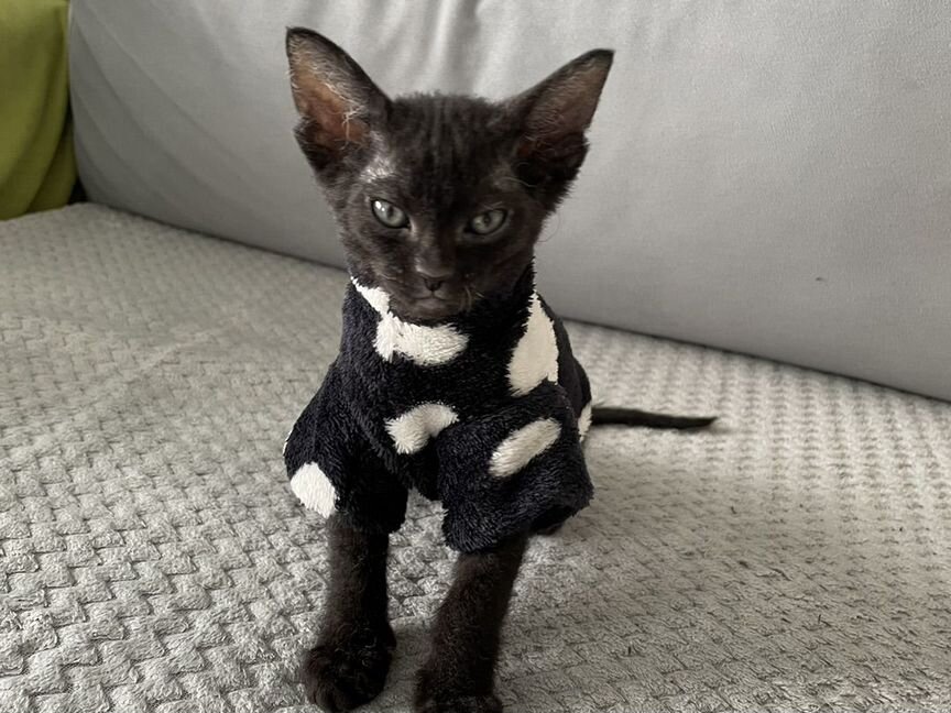Котенок сфинкс браш