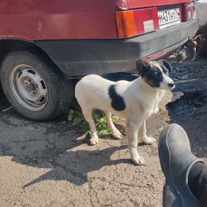 Щенок в добрые руки
