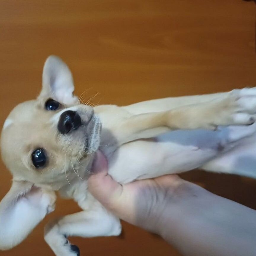 Продаются щенки мини той-терьера разного пола