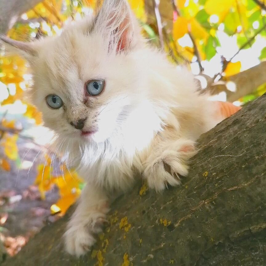 Тайская кошечка