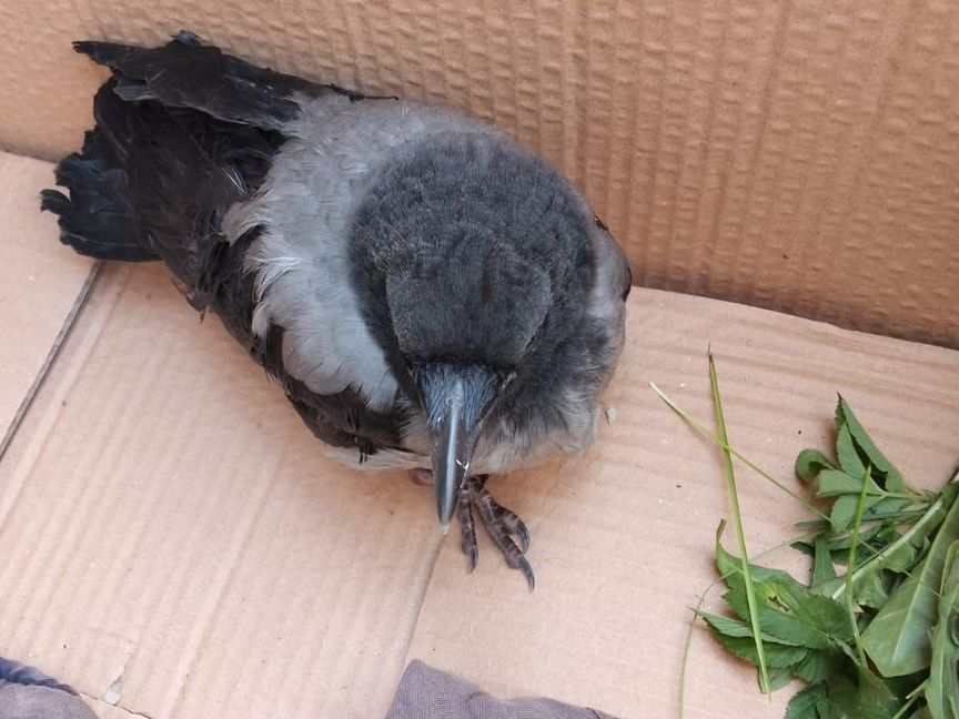 Отдам в добрые руки