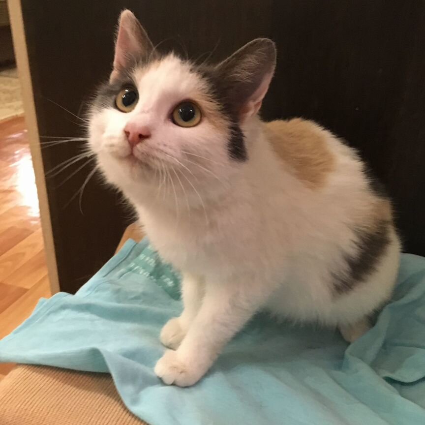 Маленькая красотка в добрые руки