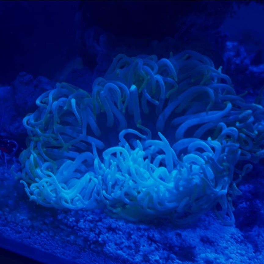 Продам актинию