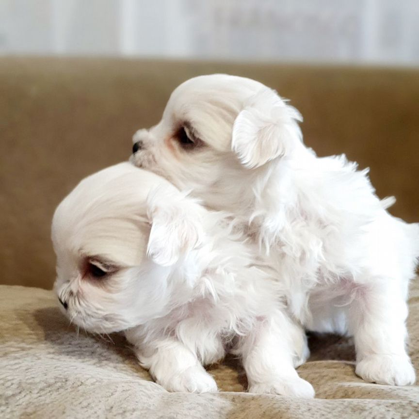 Щенки мальтезе