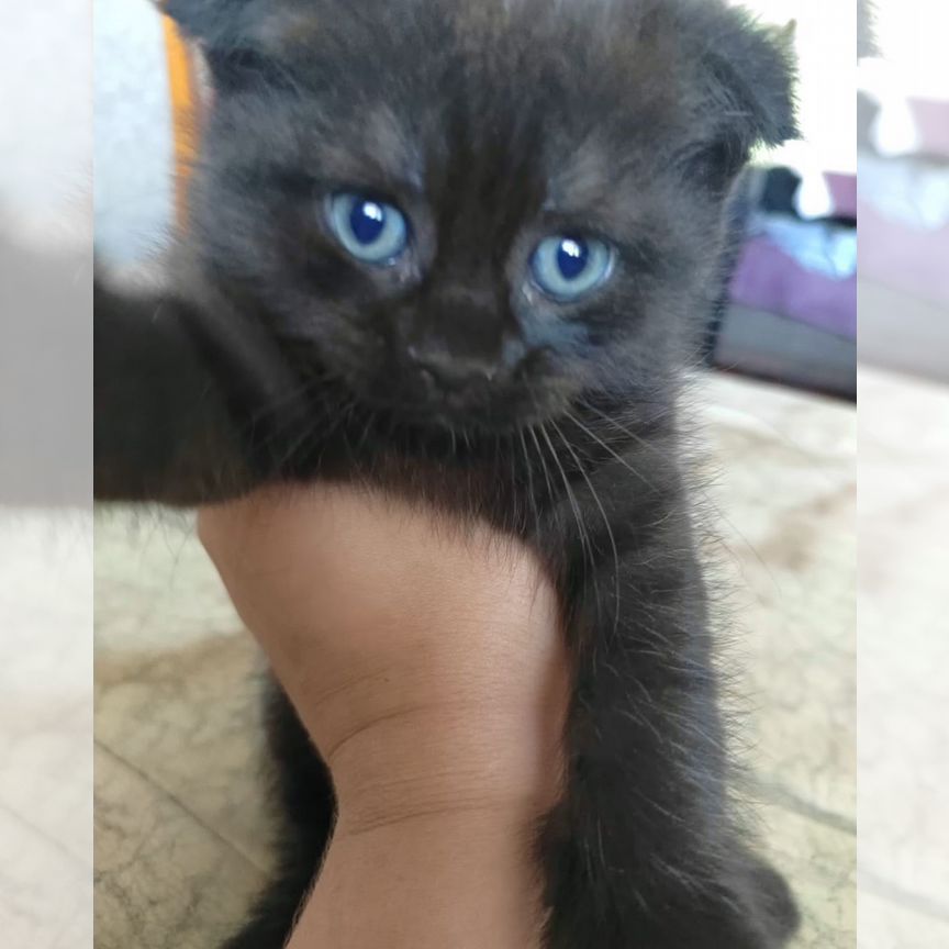 Черный котенок вислоухий