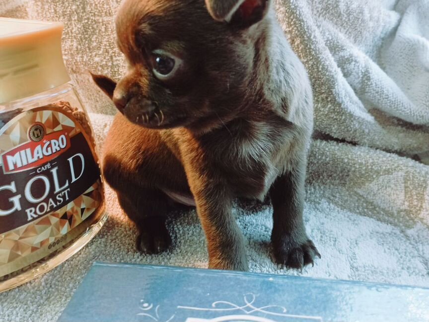 Сладкие шоколадки