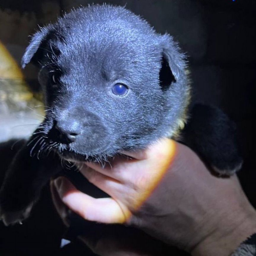 Щенок в добрые руки