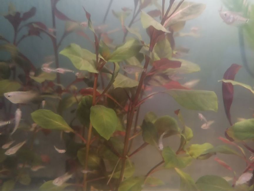 Аквариумные растения. Людвигия