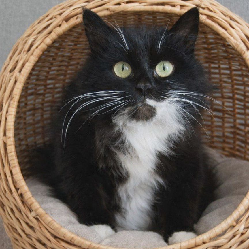 Взрослая, кошка в добрые руки