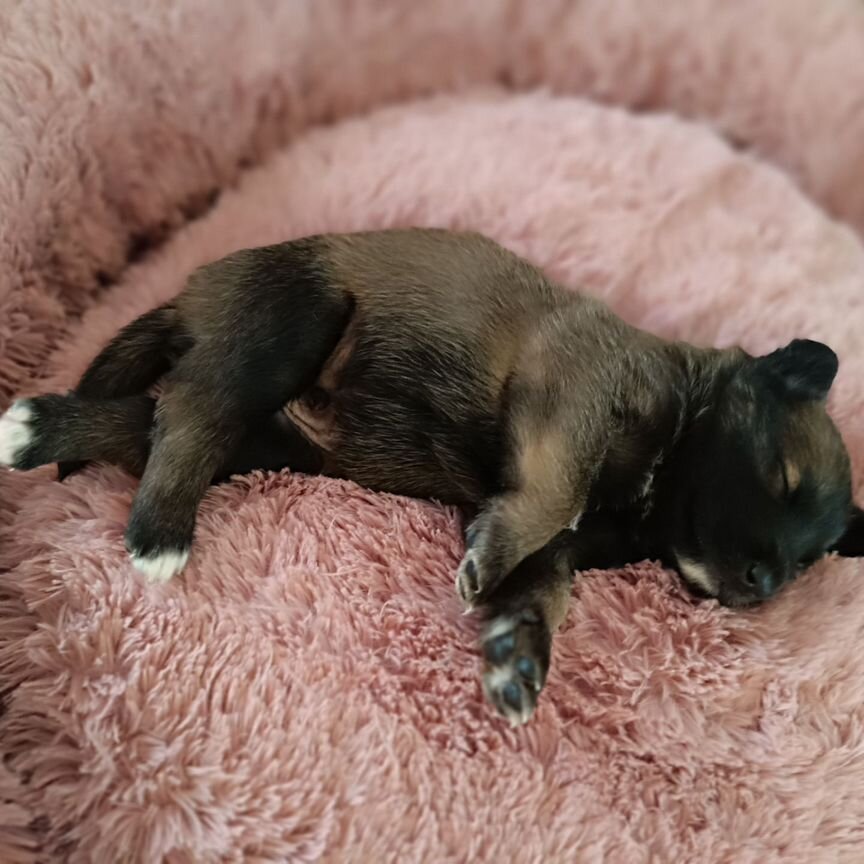 Малыш Малинуа