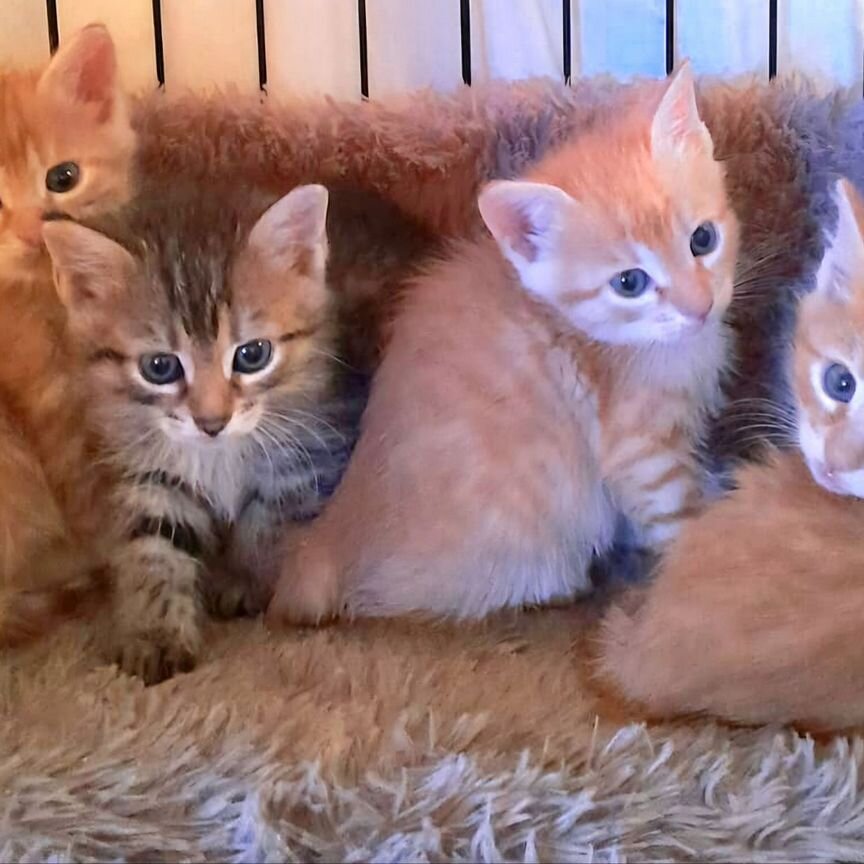 Картиночные котятки 5 недель