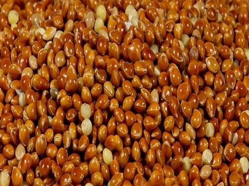 Продам просо и ячмень