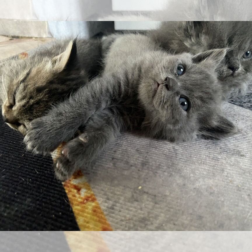 Шотландский вислоухий короткошёрстный котёнок