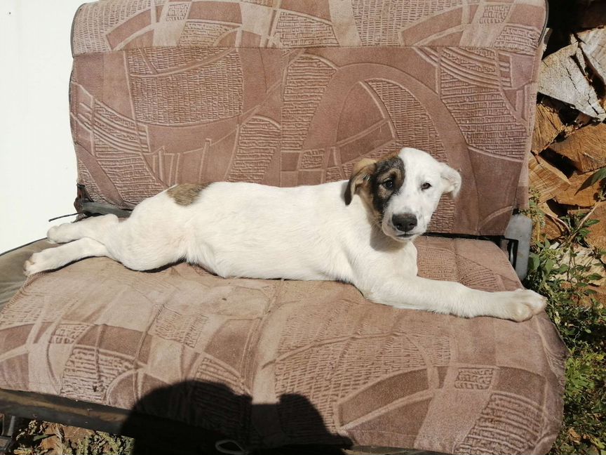 Щенок в добрые руки