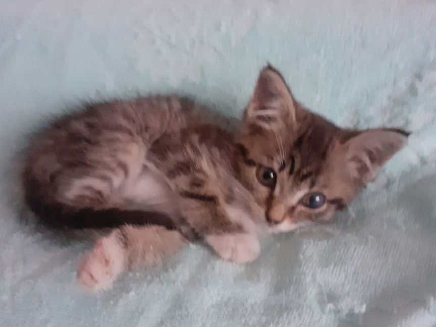 Подарю котенка в добрые руки
