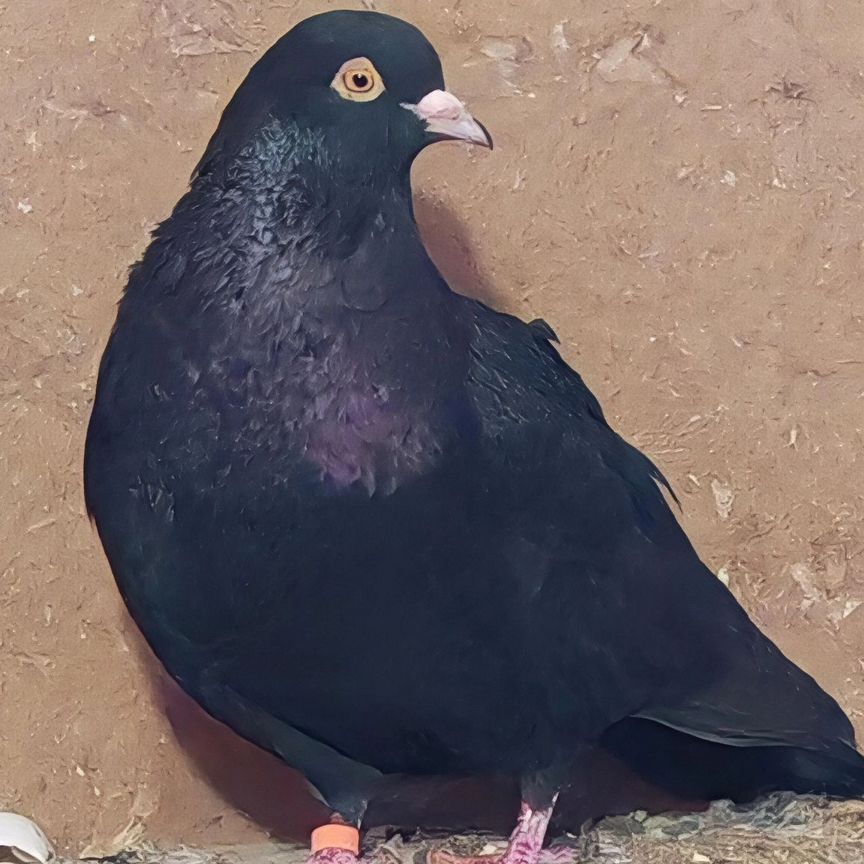 Голуби, лишние