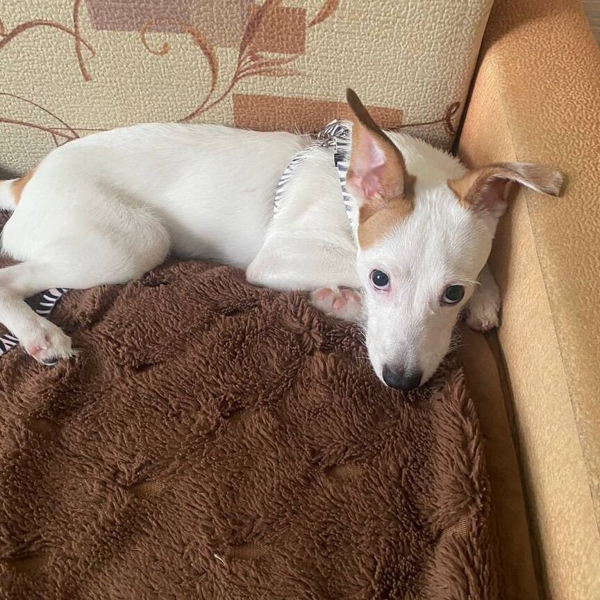 Отдам бесплатно собаку