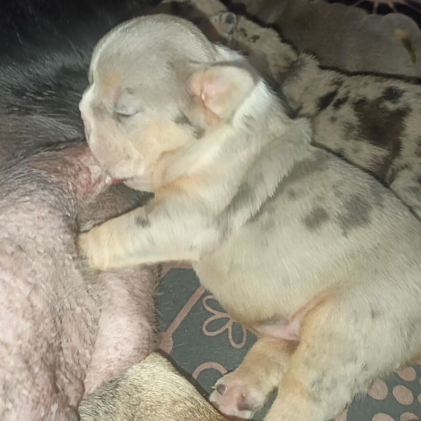 Английский бульдог, щенок