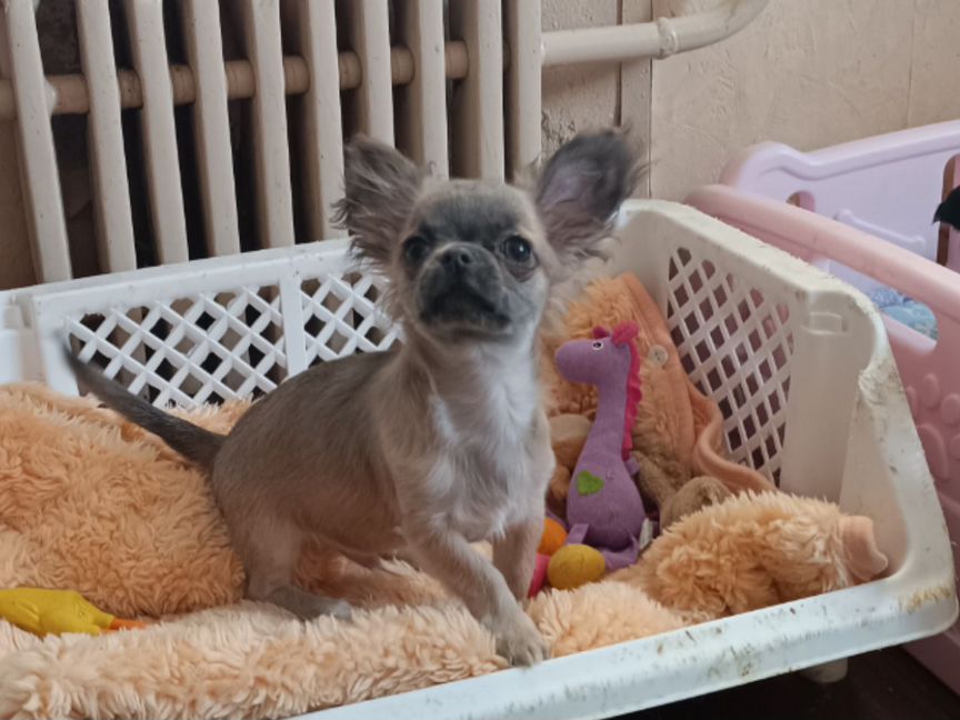 Чихуахуа мини малыш