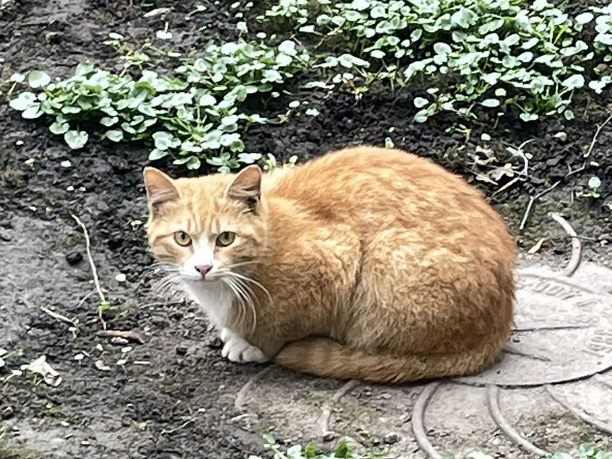 Рыжий котенок ищет дои