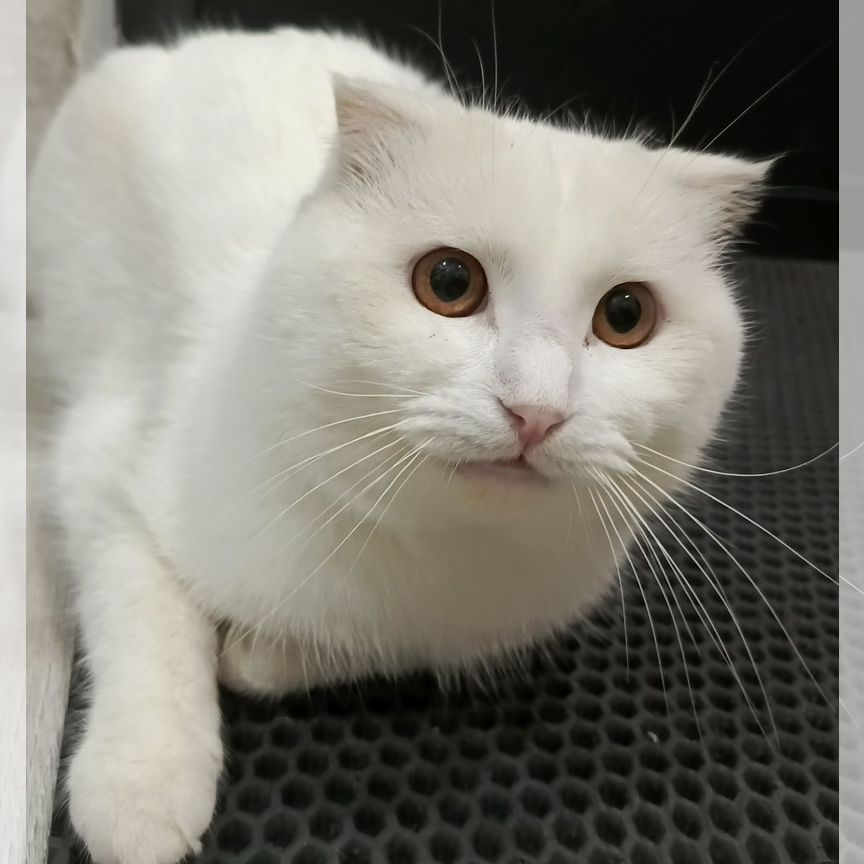 Котик Цезарь