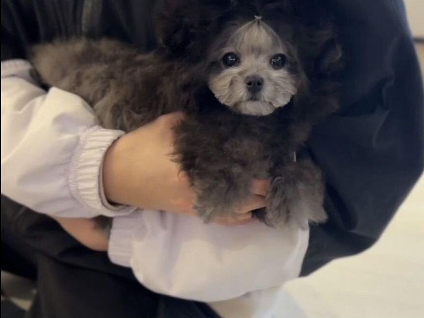 Той-пудель Тедди окрас серебро Корея