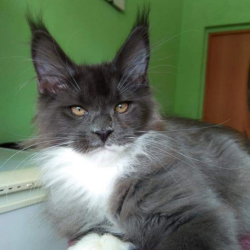 Мейн-кун котёнок