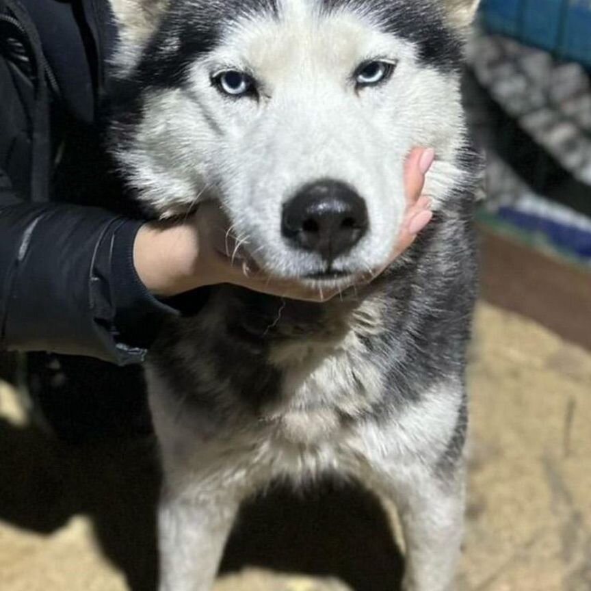 Сибирский хаски в добрые руки