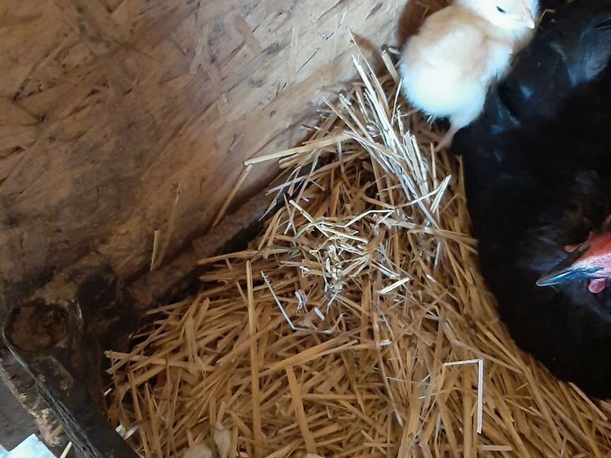 Продам цыплят суточных