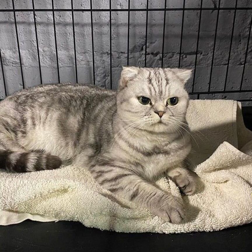 Кошка скоттиш фолд Мунлайт в добрые руки