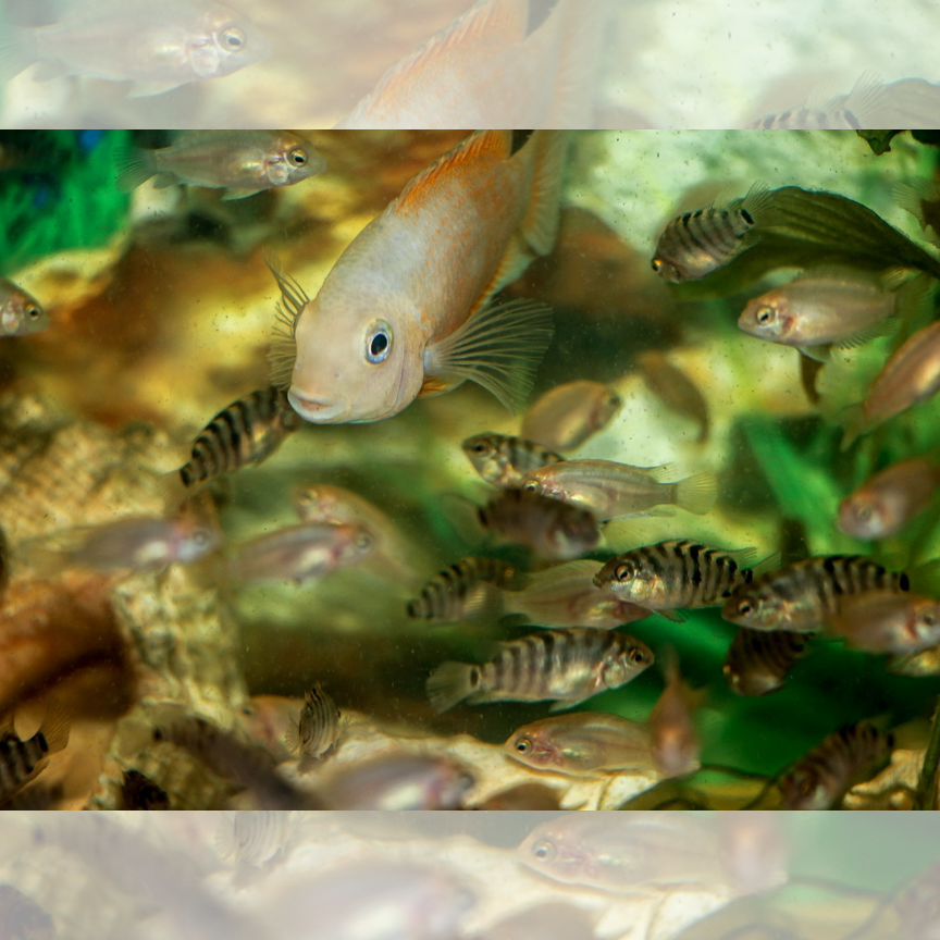 Аквариумные рыбки цихлиды