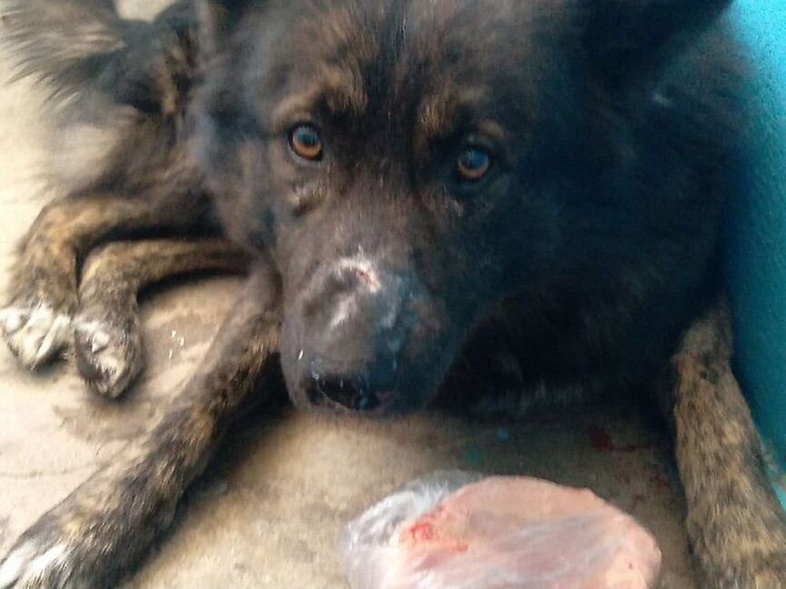 Собака в добрые руки