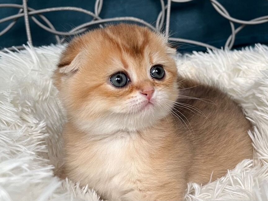 Золотая девочка котёнок