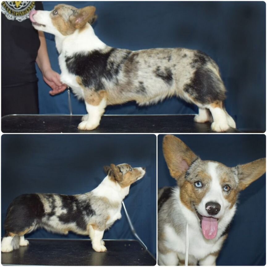 Вельш-корги щенок девочка мрамор