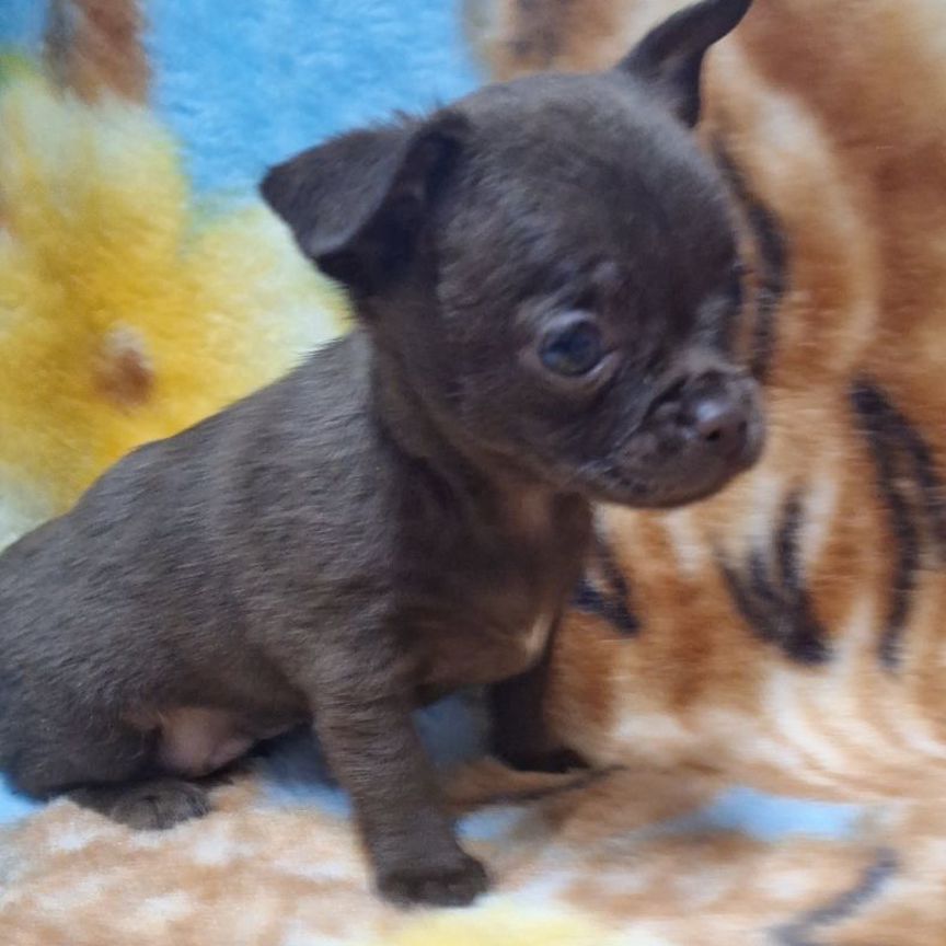 Чихуахуа, щенок