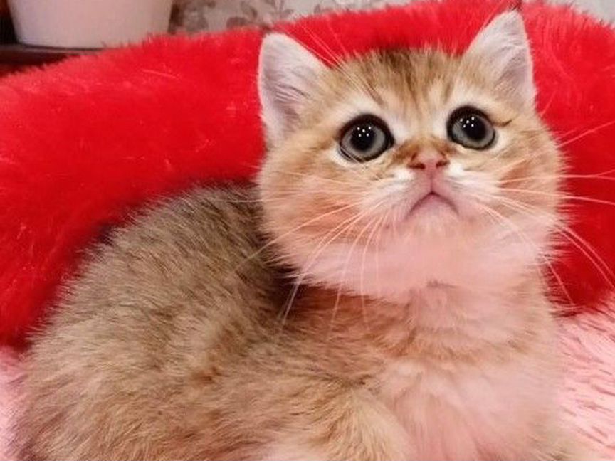 Шиншилловые золотые котодетки