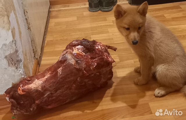 Щенок карелофинской лайки девочка