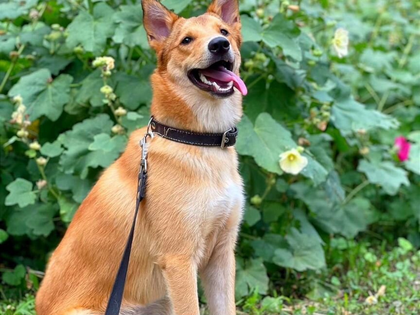 Очень ласковый и улыбчивый рыжий пёс ищет дом