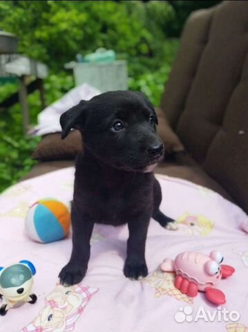 Щенко метис в хорошую семью