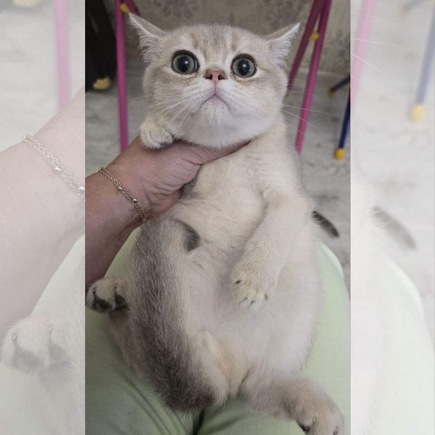 Голубое золото котик