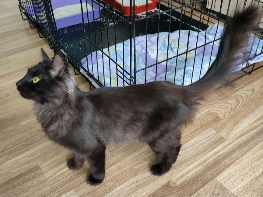 Котенок в добрые руки
