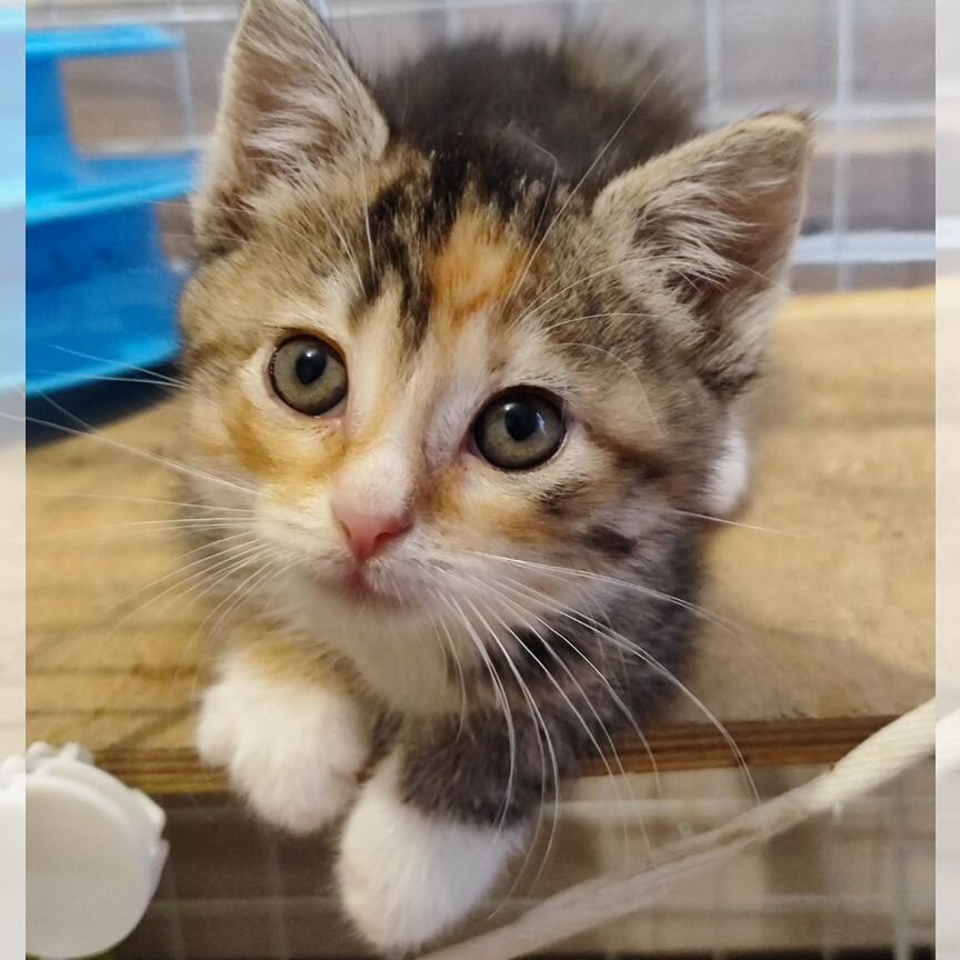 Прелестная малышка котёнок ищет любящую семью