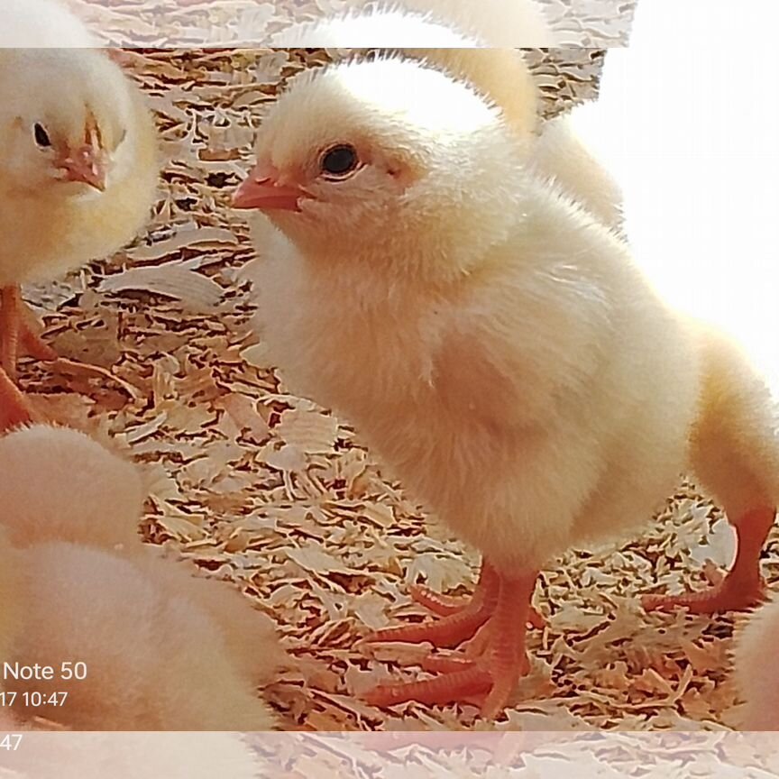 Цыплята бройлеры росс 308 суточные